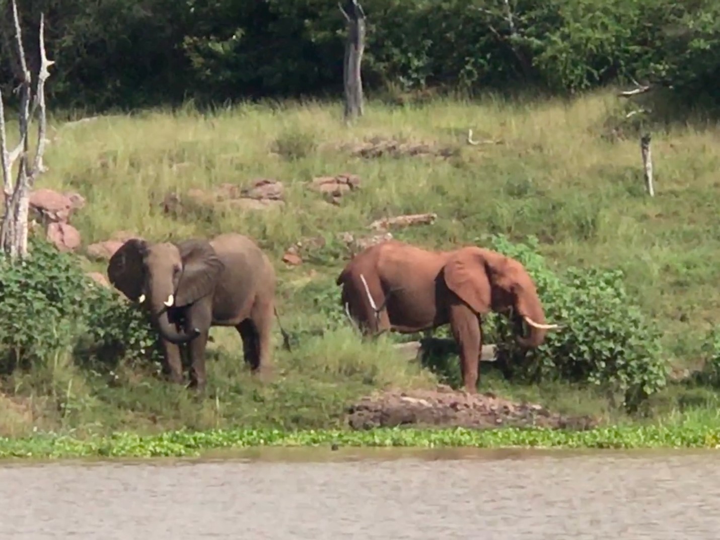 Steve Wentzel Discusses Wildlife Conservation and the Need to Protect ...
